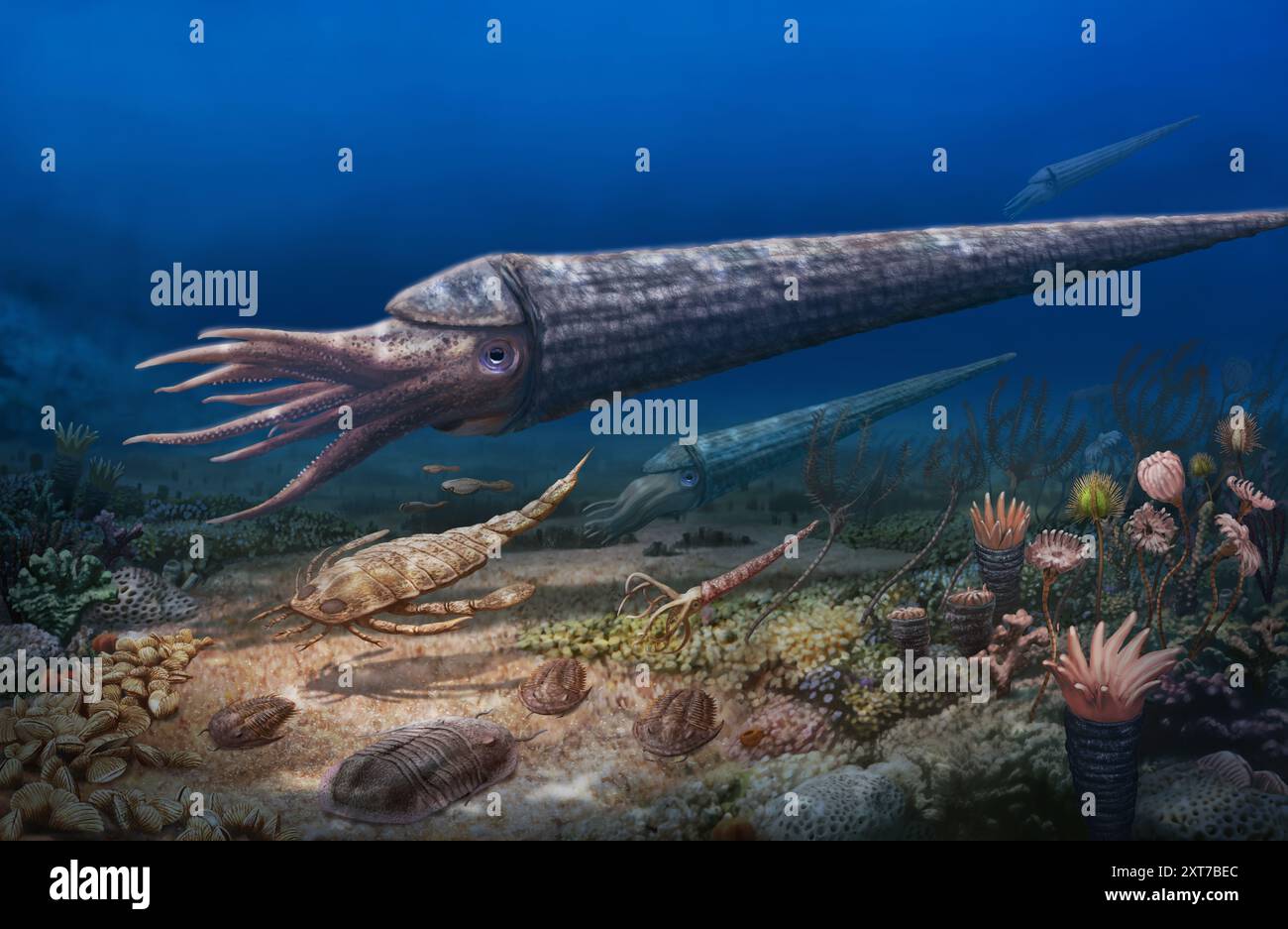 Illustration of Orthoceras sp. prehistoric nautiloid cephalopods. This ...