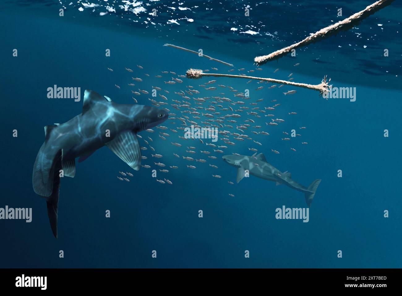 Illustration of Cladoselache sp. prehistoric sharks circling a shoal of ...
