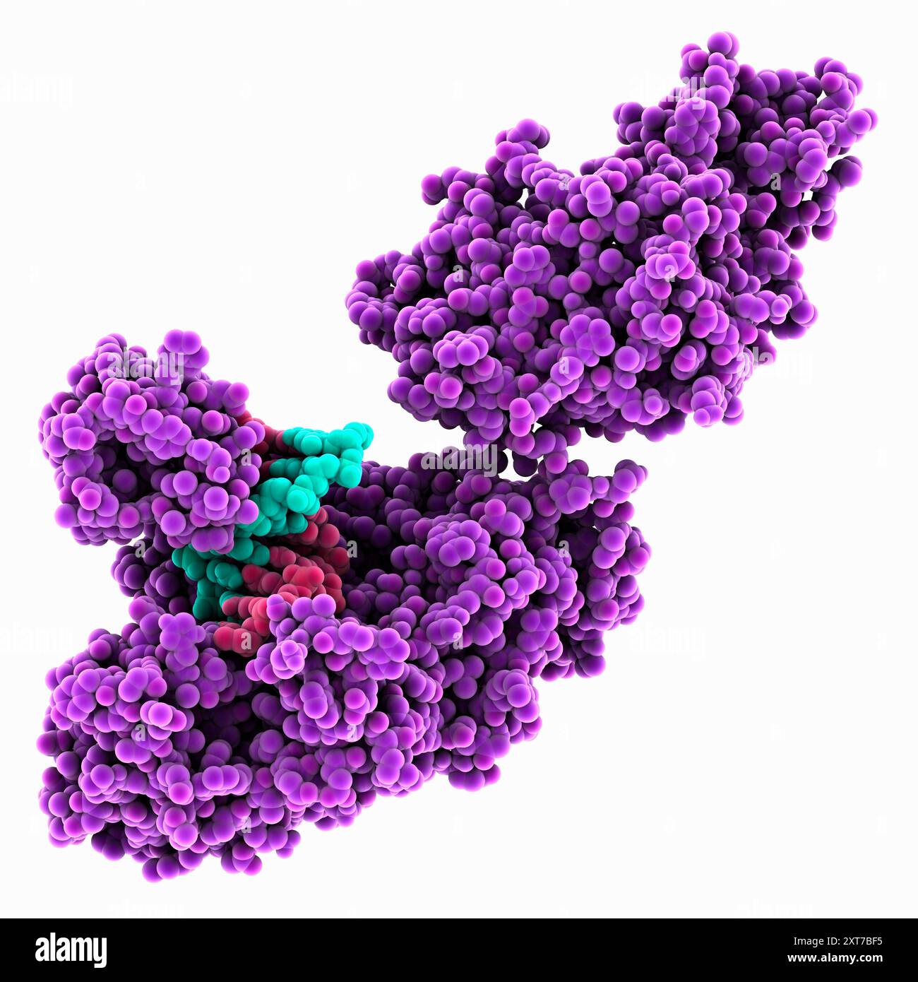 Molecular model of DNA polymerase (purple) from Thermus aquaticus with ...