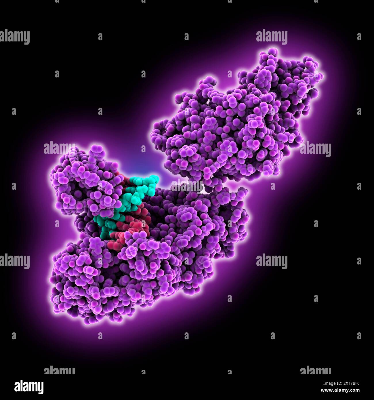Molecular model of DNA polymerase (purple) from Thermus aquaticus with ...
