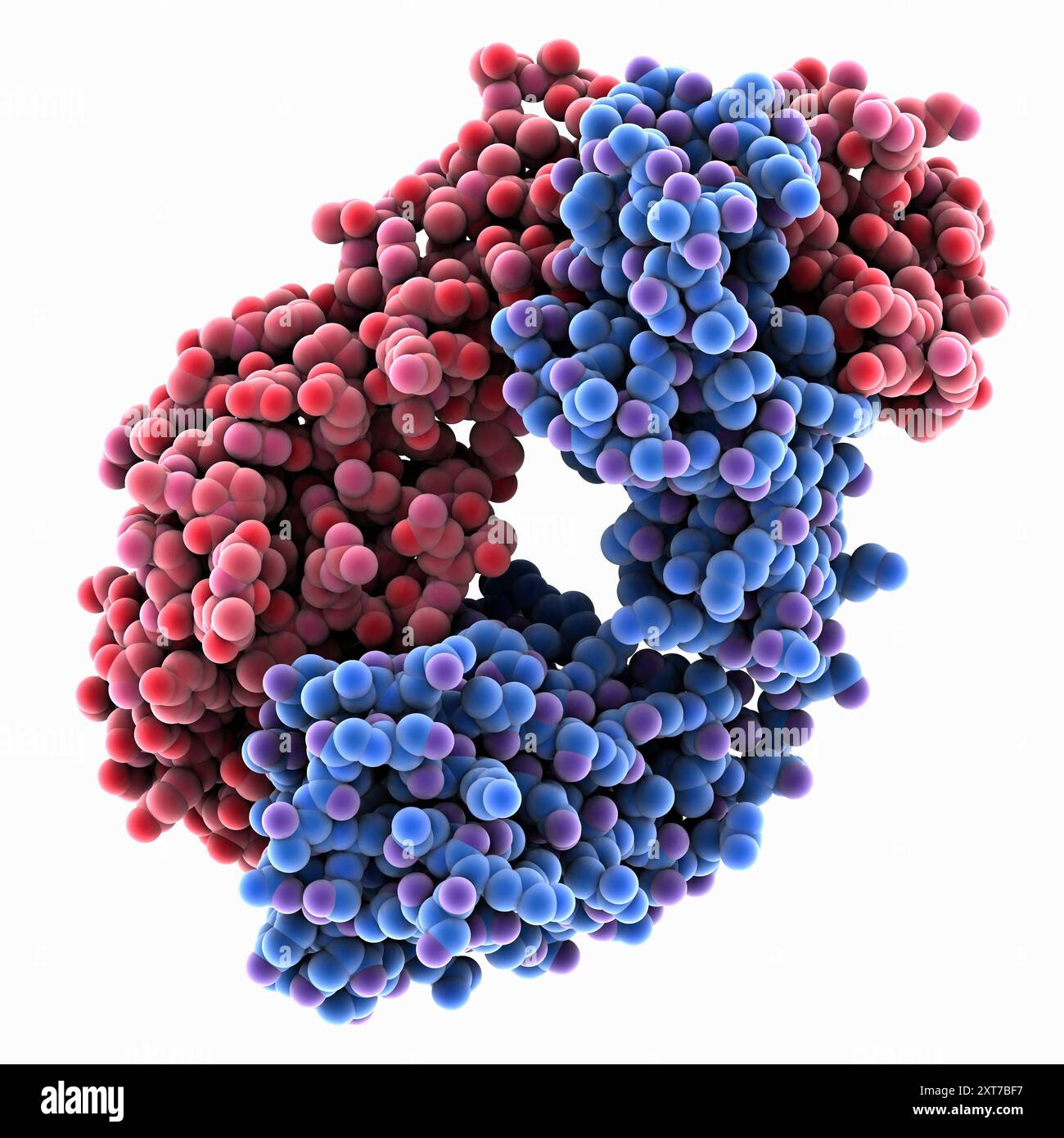 Molecular model of a monoclonal antibody Nivolumab fragment with the ...