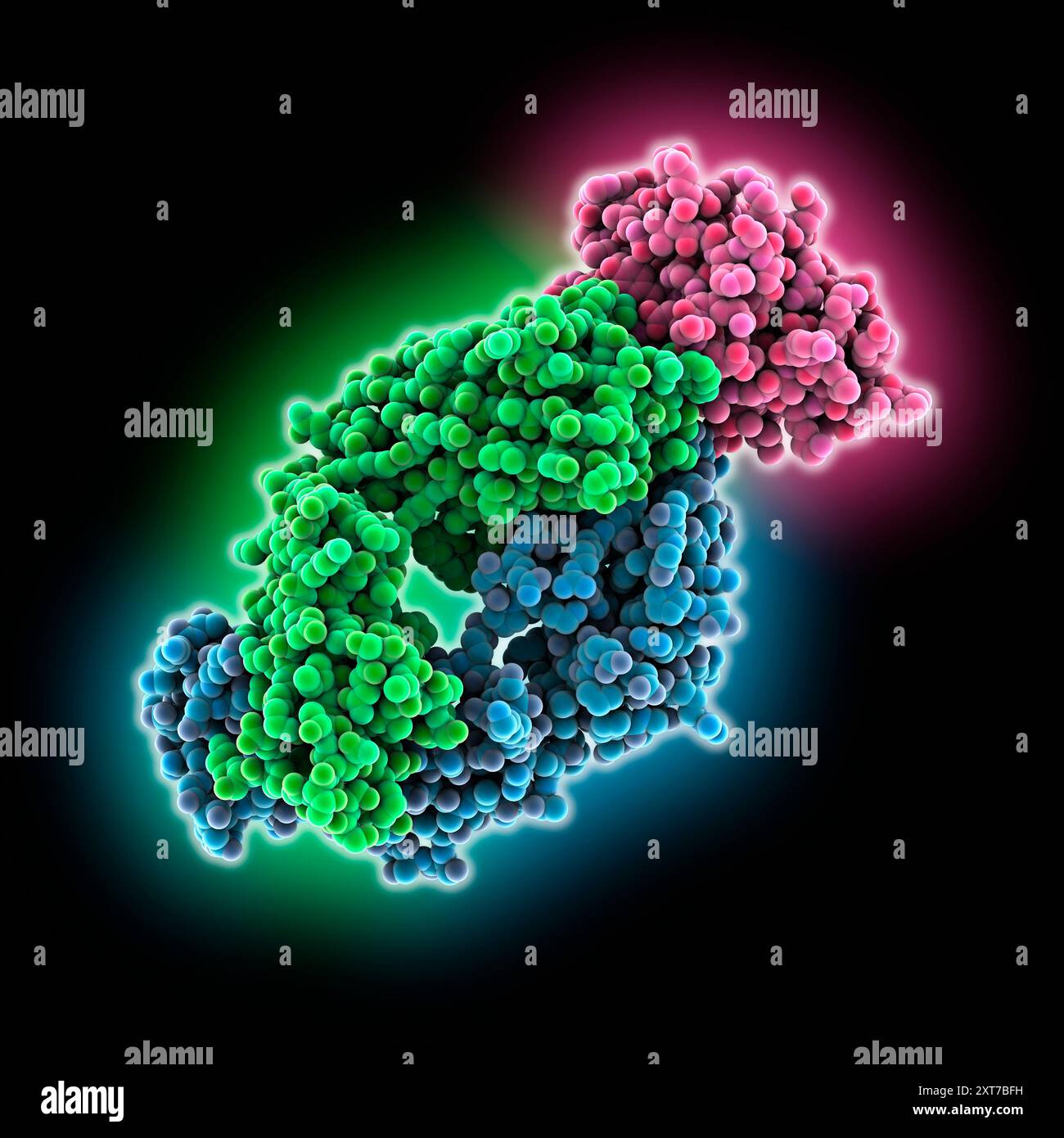 Molecular model of PD-L1 (green) complexed with Durvalumab (brown, blue ...