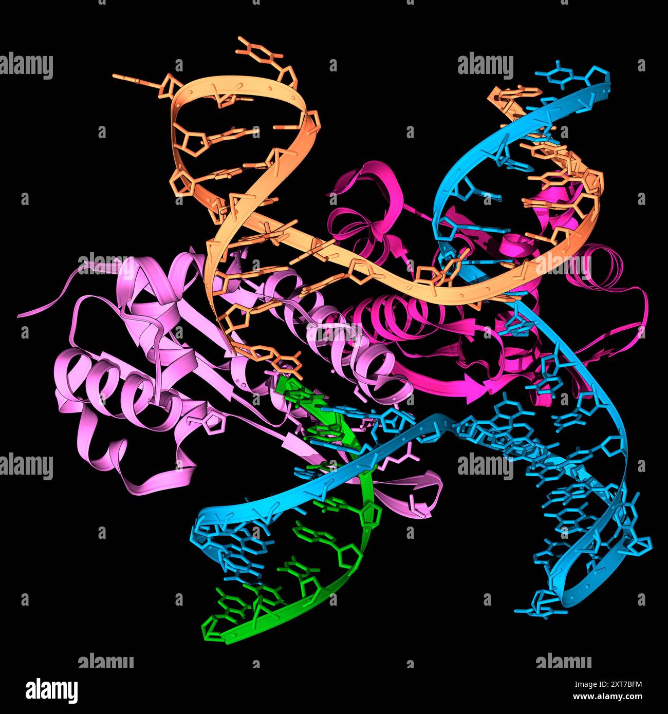 Molecular model of Holliday junction resolvase MOC1 (orchid) complexed ...