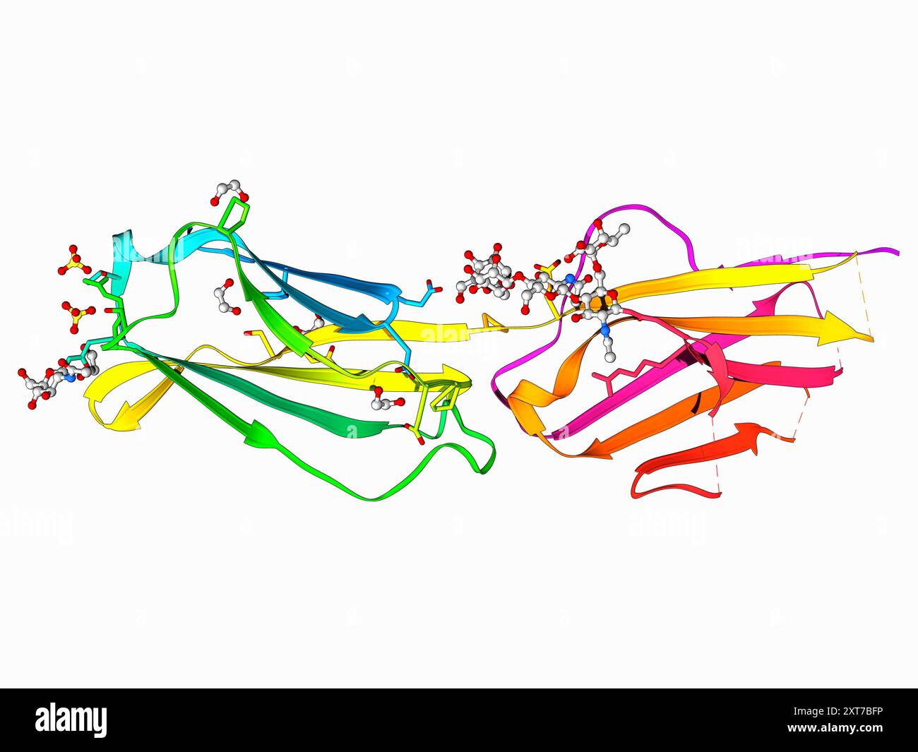 Molecular model of an immunoglobulin-like domain of receptor tyrosine ...