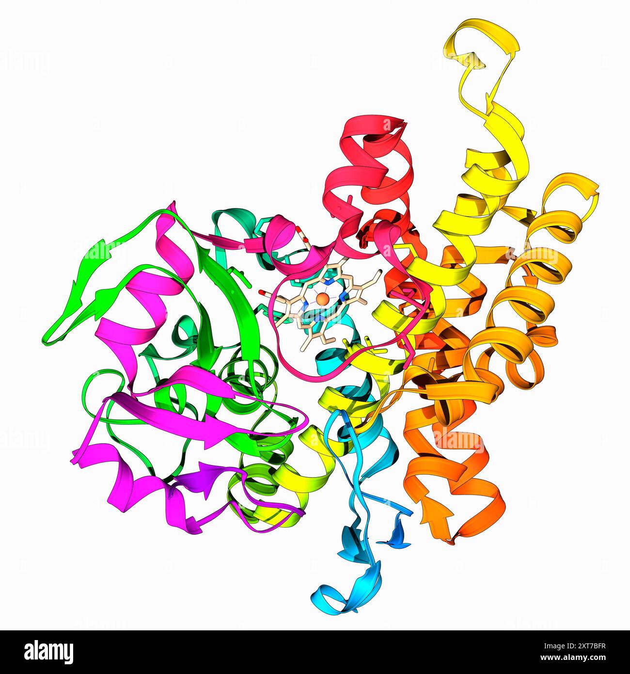 Molecular model of the monomeric Cytochrome P450 GymB1, an enzyme ...
