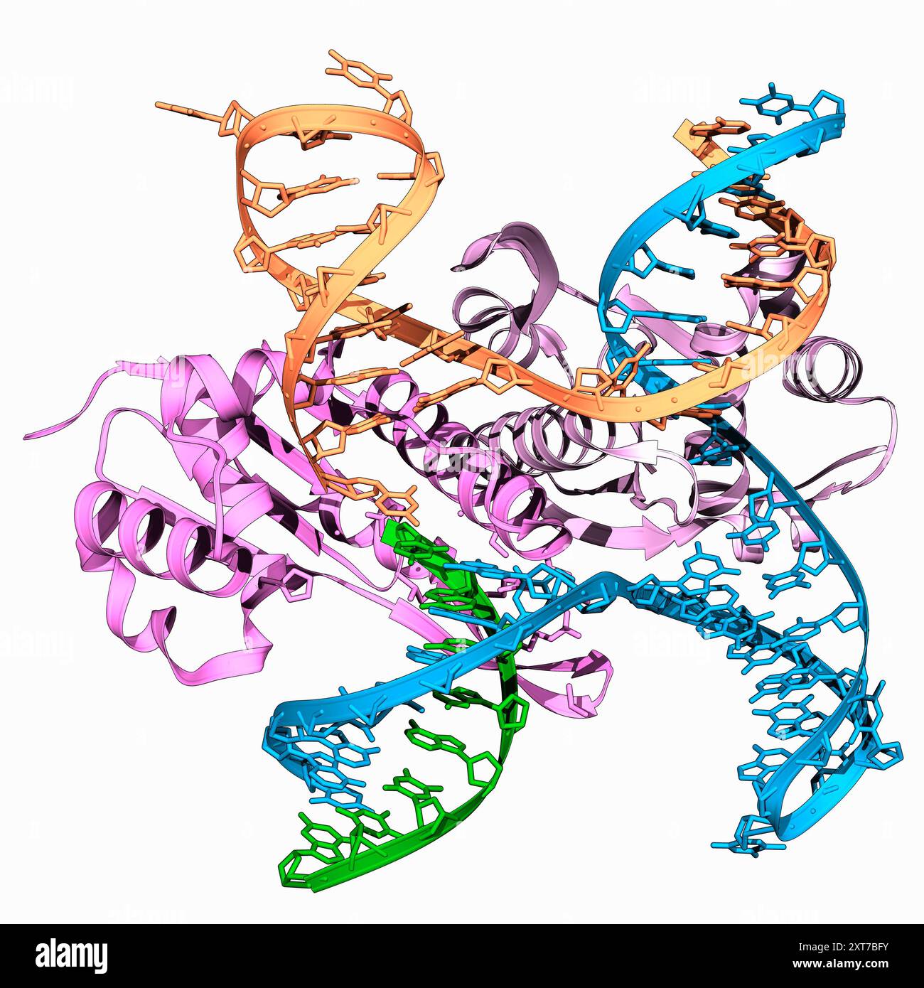 Molecular model of Holliday junction resolvase MOC1 (orchid) complexed ...