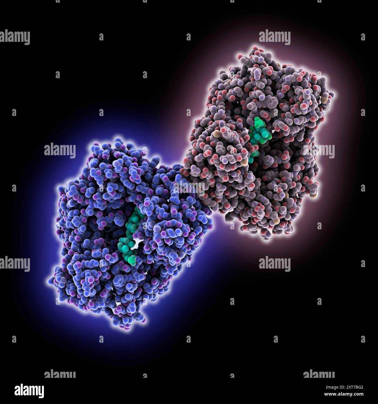 Molecular model of the homo 2-mer human polymerase theta (blue, greyish) complexed with a human ...