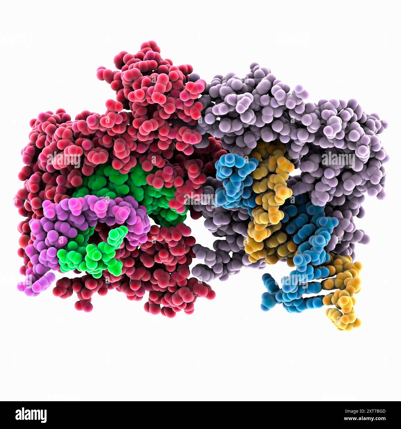 Molecular model of an argonaute protein (red-brown, greyish) complexed ...