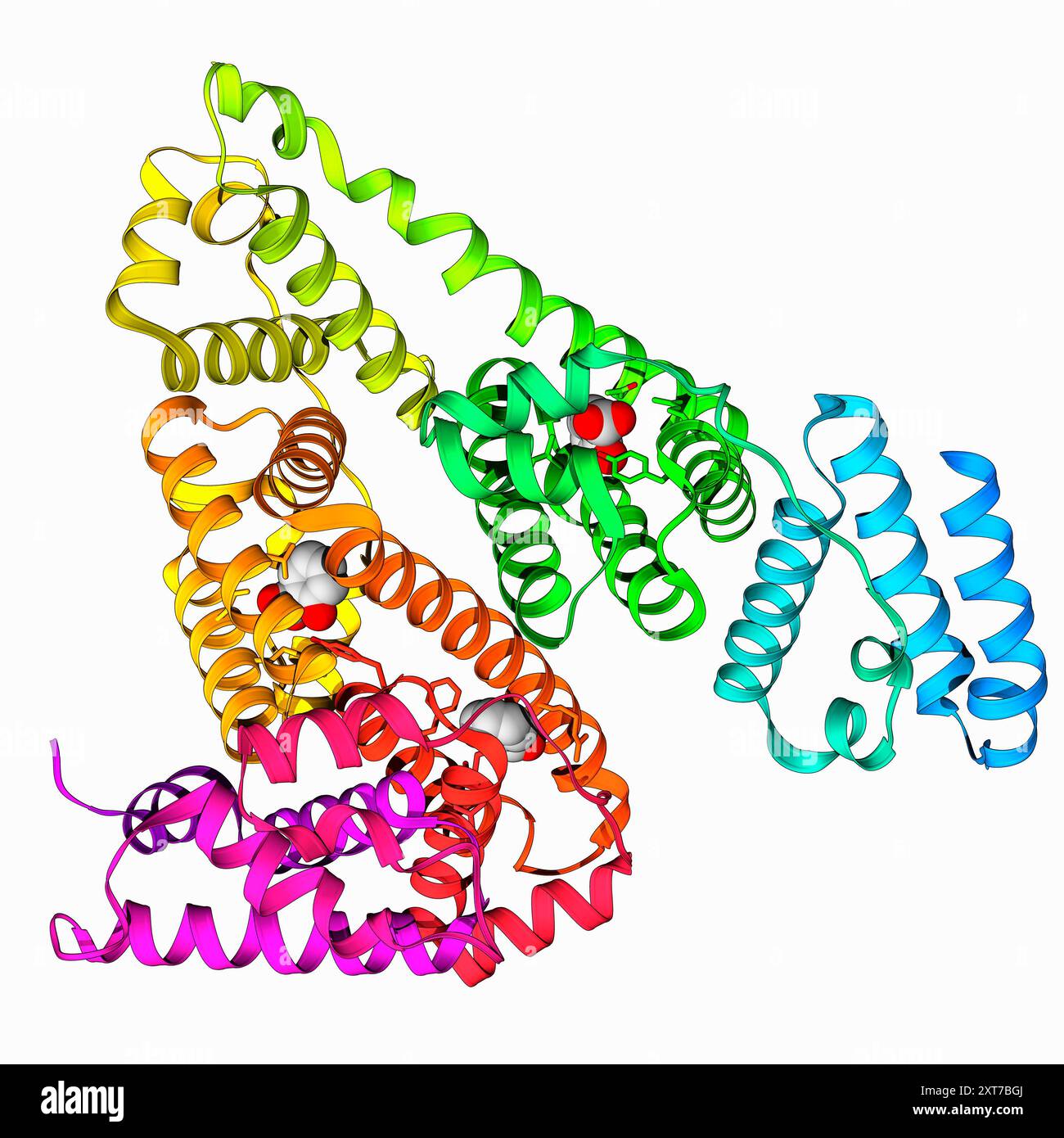 Molecular model showing a ribbon representation of human serum albumin ...