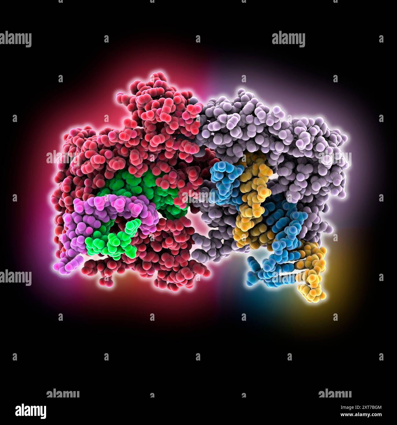 Molecular model of an argonaute protein (red-brown, greyish) complexed ...