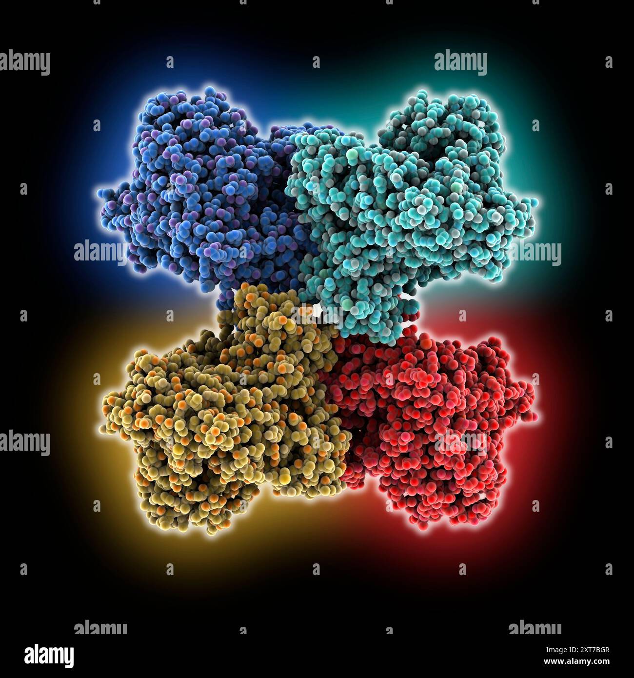 Molecular model of the human homo 4-mer DNA polymerase theta helicase domain tetramer. DNA ...