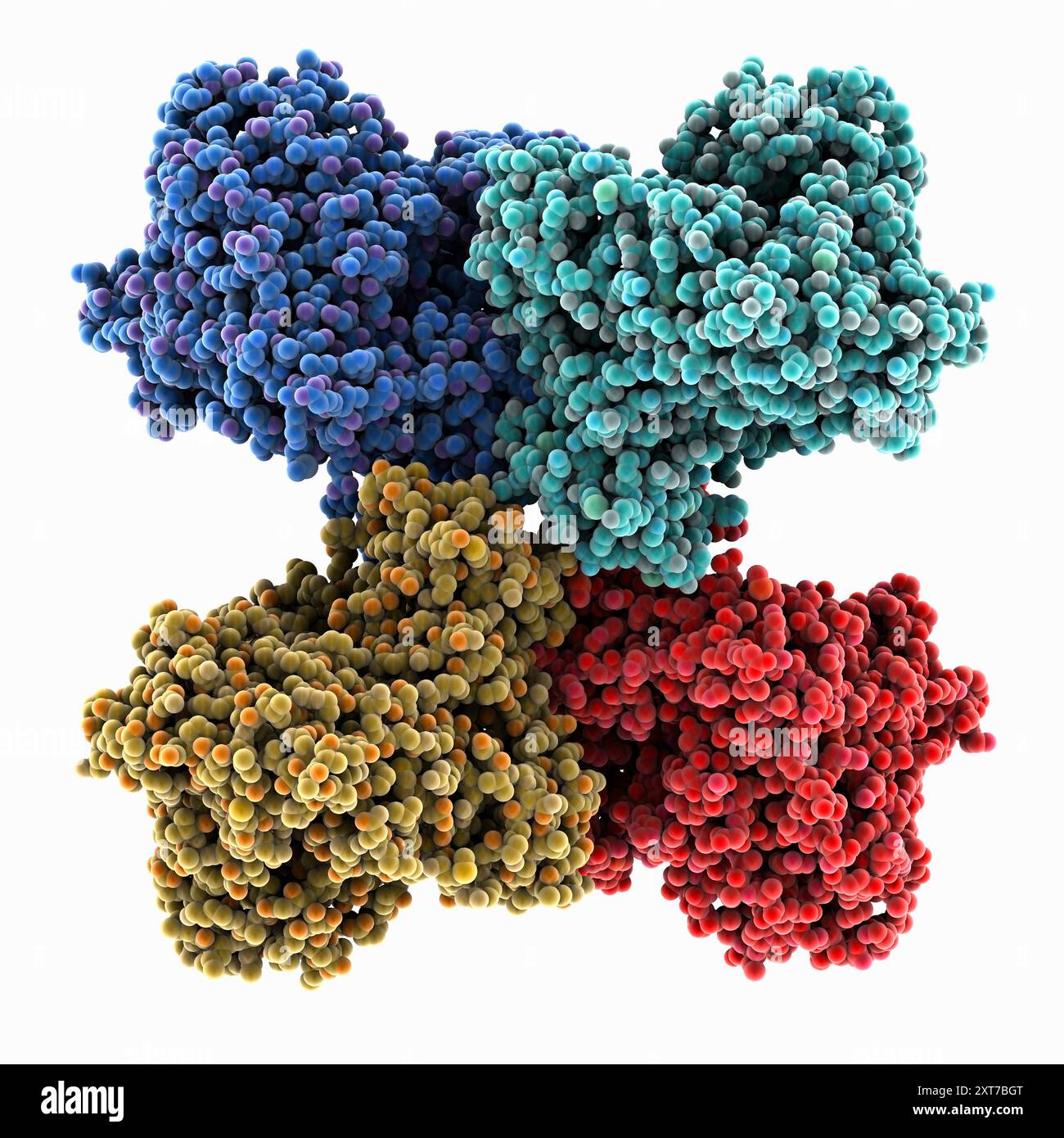 Molecular model of the human homo 4-mer DNA polymerase theta helicase ...