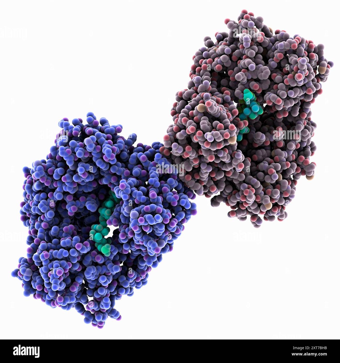 Molecular model of the homo 2-mer human polymerase theta (blue, greyish) complexed with a human ...