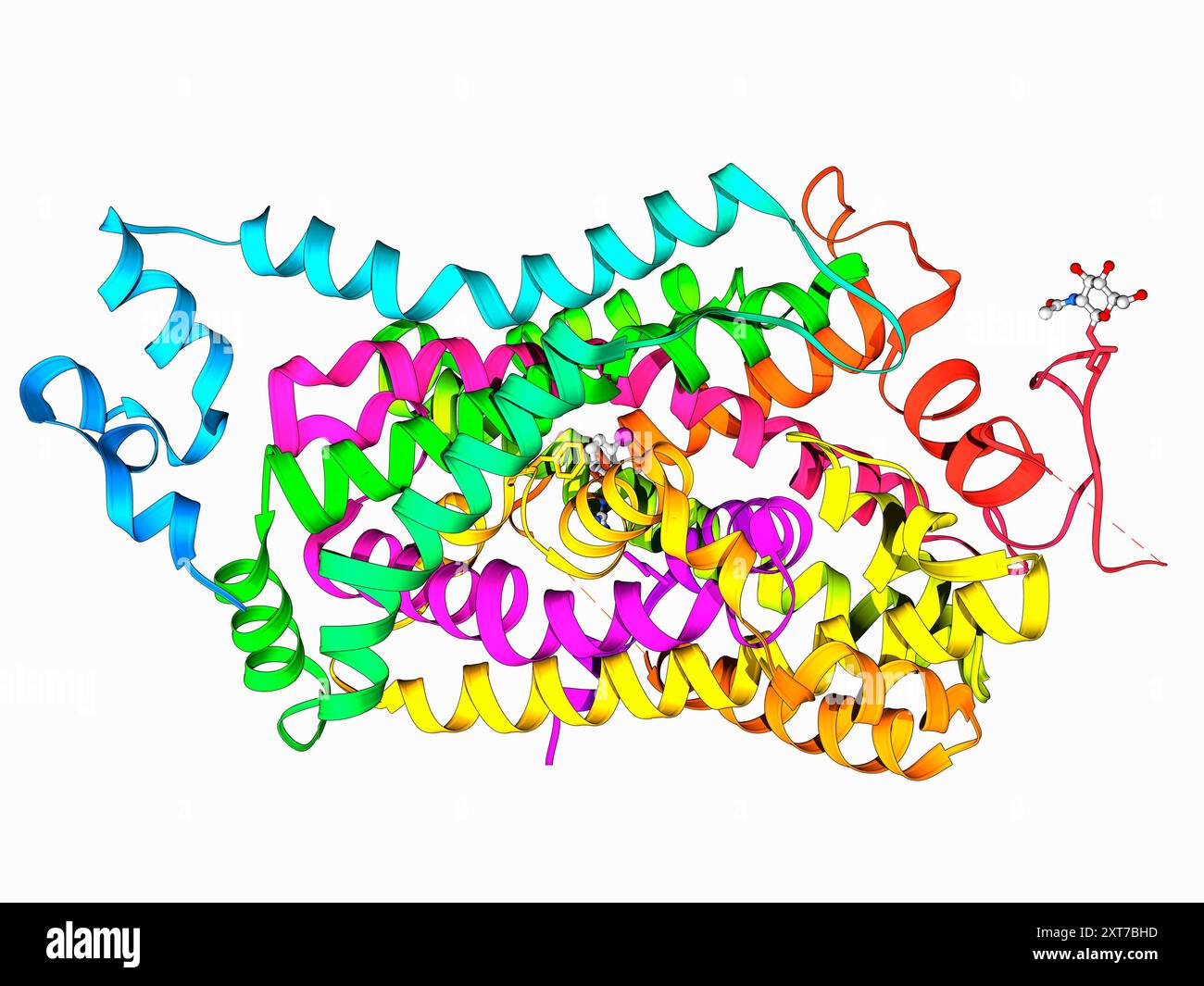 Molecular model of the solute carrier family 6 member 2 (SLC6A2), a ...