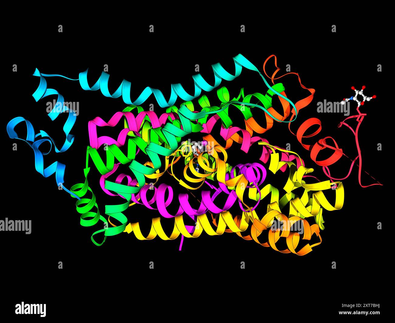 Molecular model of the solute carrier family 6 member 2 (SLC6A2), a ...