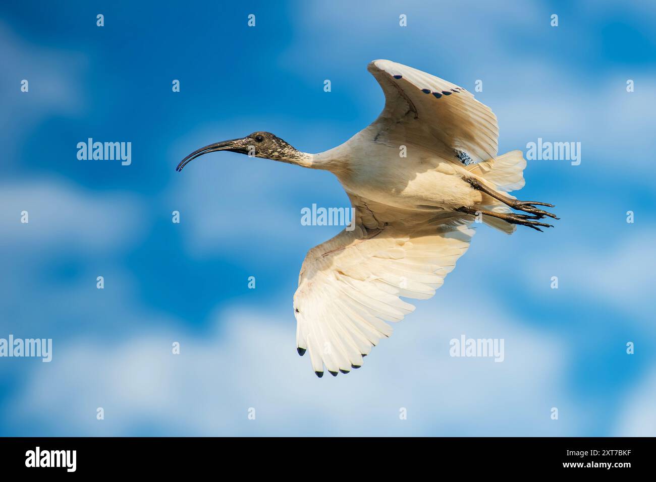 Archerfield queensland hi-res stock photography and images - Alamy