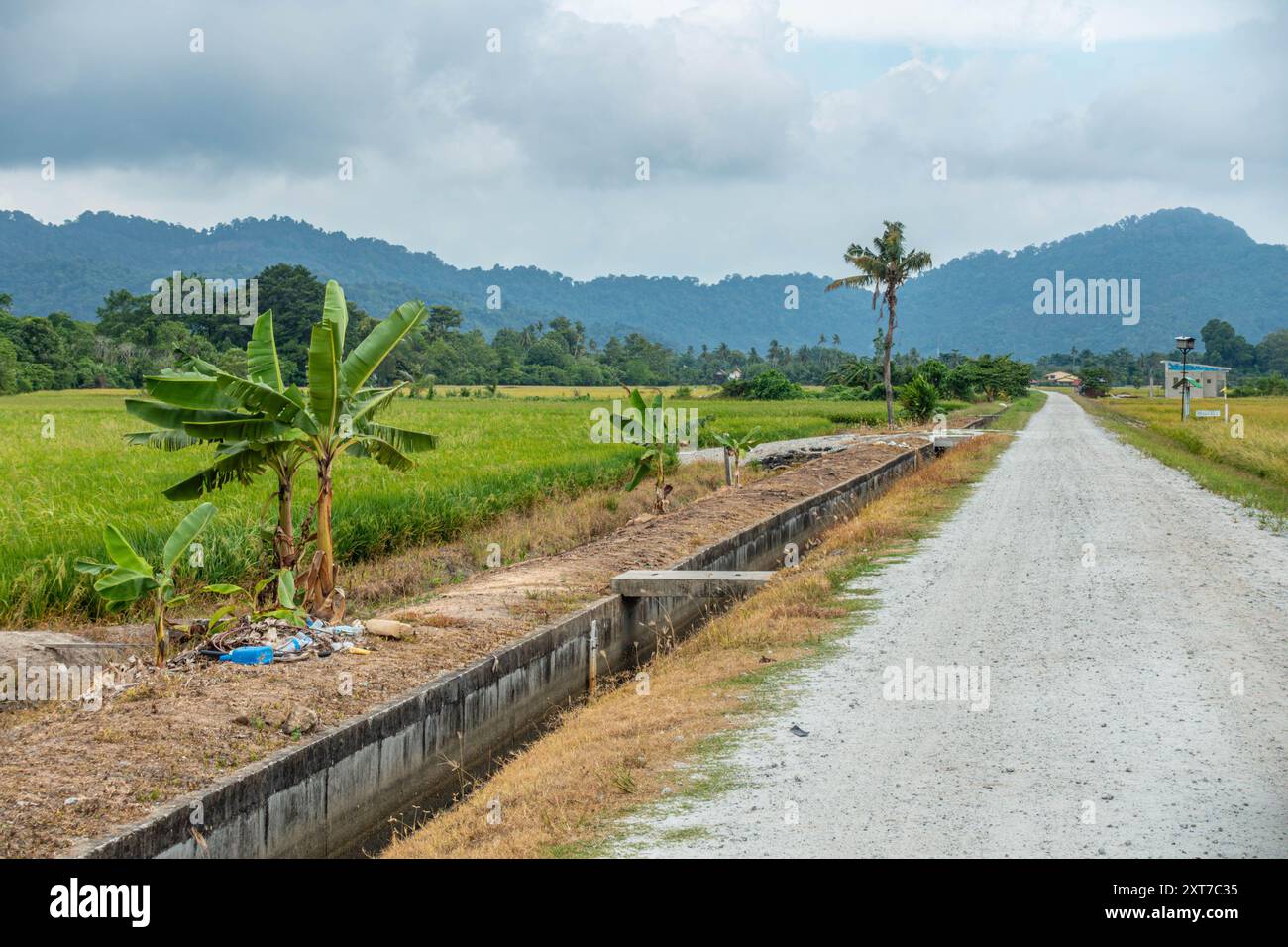 An irrigation and drainage channel runs between a road and paddy fields ...