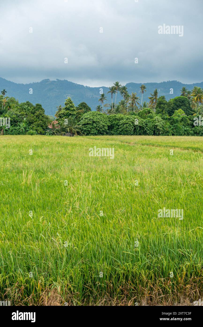A view of the tropical landscape looking across paddy fields at Balik ...
