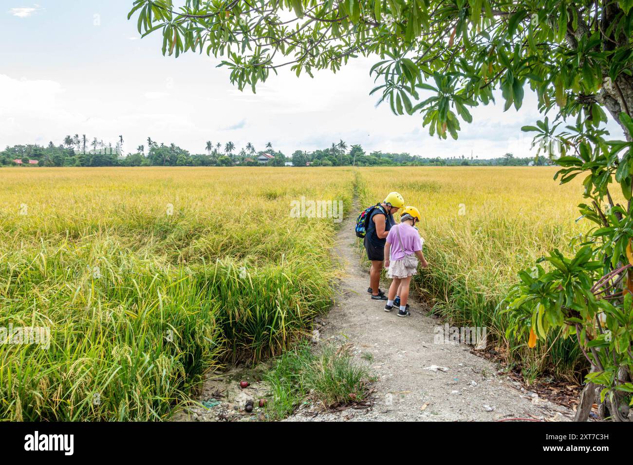 A couple of children stood between paddy fields at Balik Pulau in ...