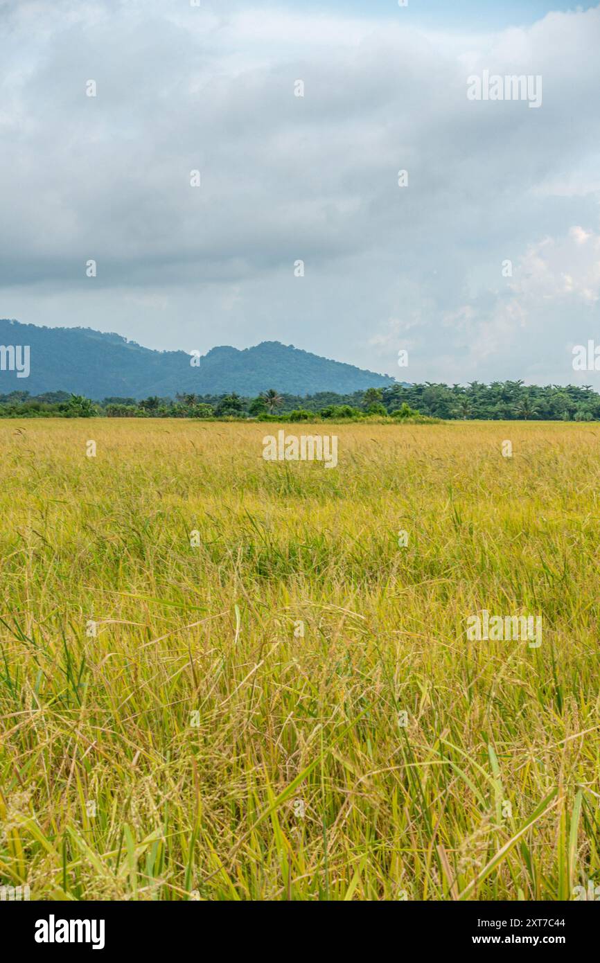 A view of the tropical landscape looking across paddy fields at Balik ...