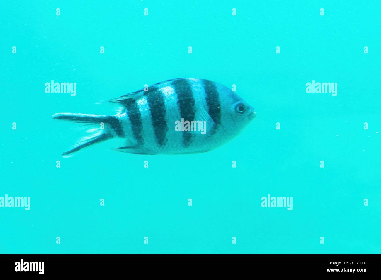 Serranus Scriba fish, also known as the Comber, swims through the clear ...