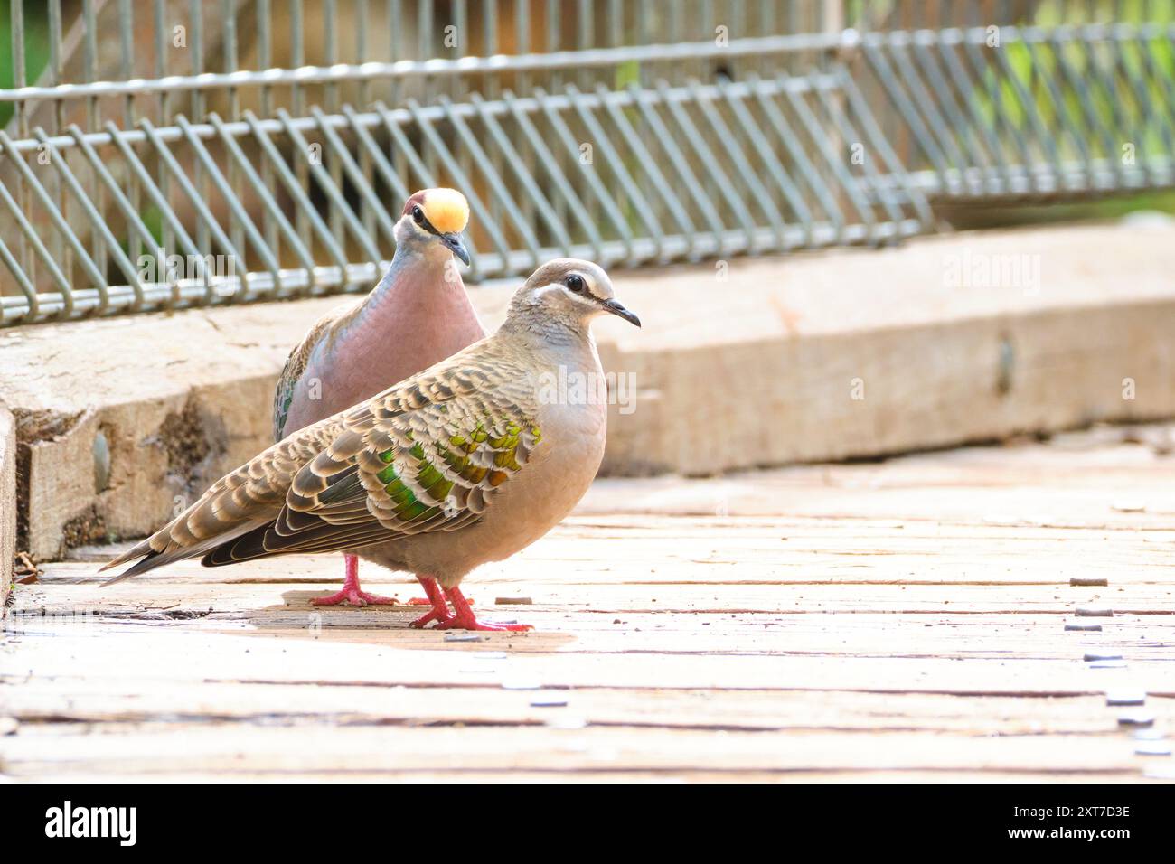 A pair of male and female Common Bronzewing pigeons, Phaps chalcoptera ...