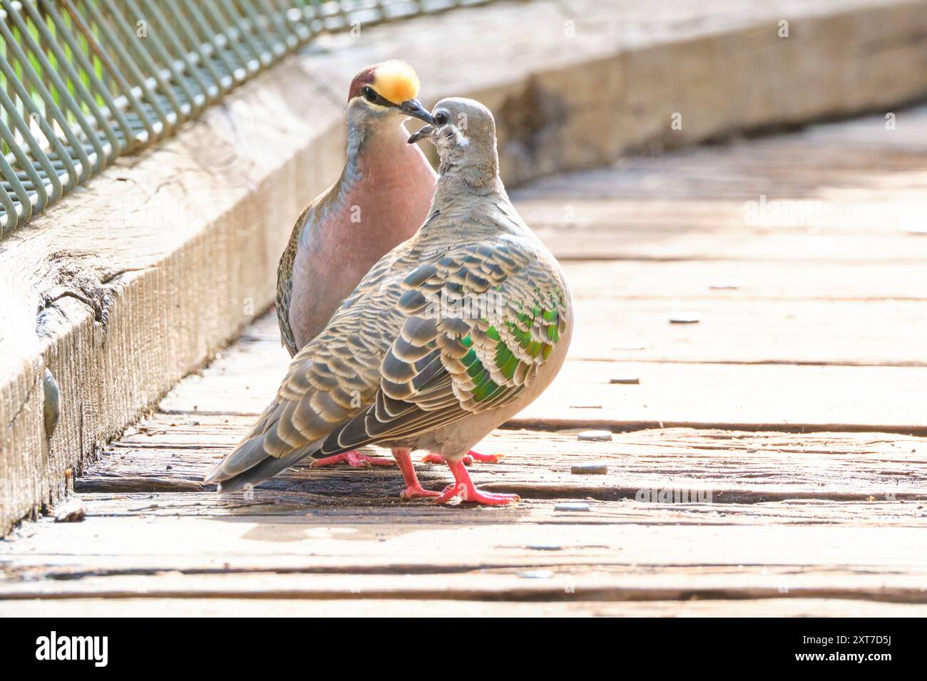 A pair of male and female Common Bronzewing pigeons, Phaps chalcoptera ...