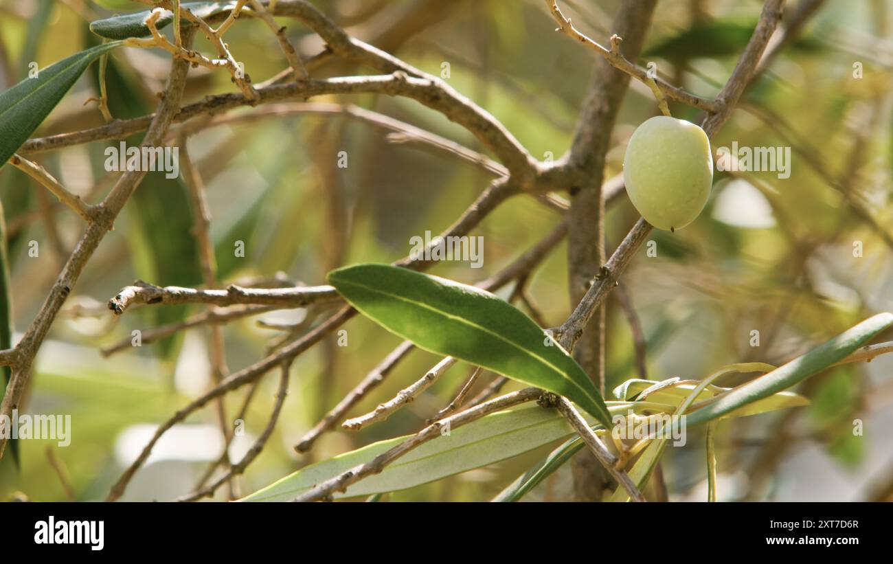 Green olive foliage under the sun light Stock Photo - Alamy