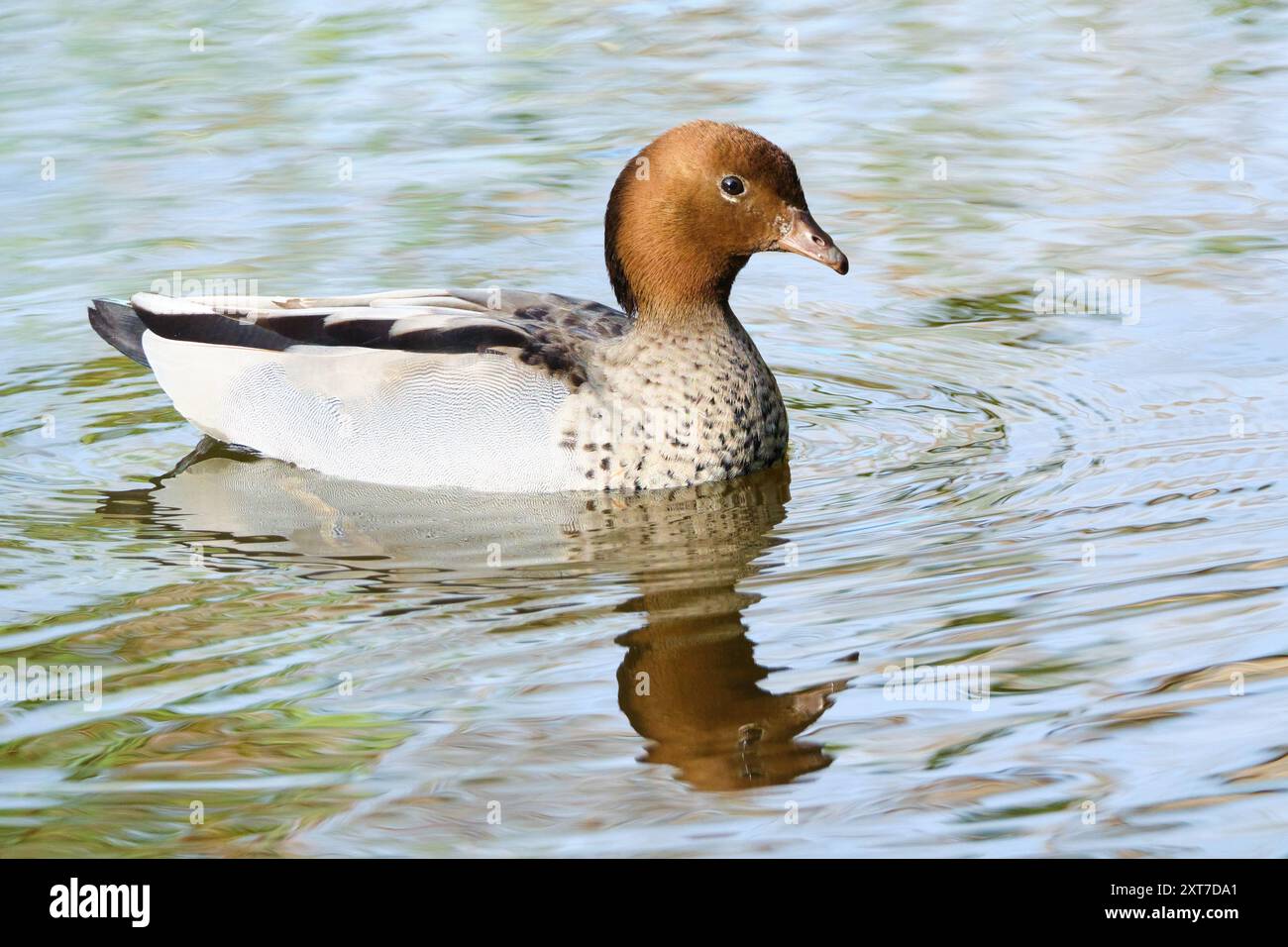 Australian duck species hi-res stock photography and images - Alamy