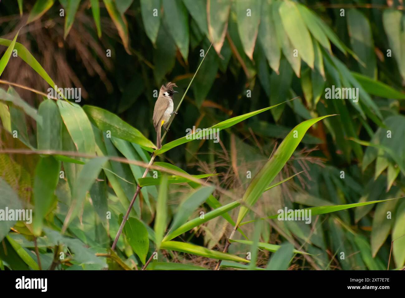 The Himalayan bulbul bird, Pycnonotus leucogenys, or white-cheeked ...