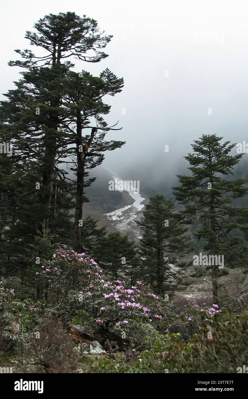 Yumthang Valley or Sikkim Valley of Flowers sanctuary, Himalayan ...