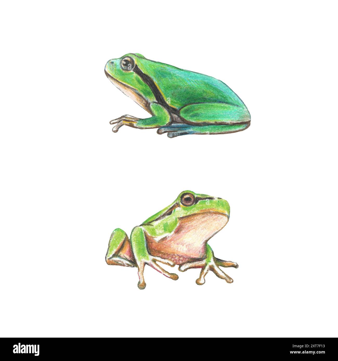 Small frog pencil hi-res stock photography and images - Alamy