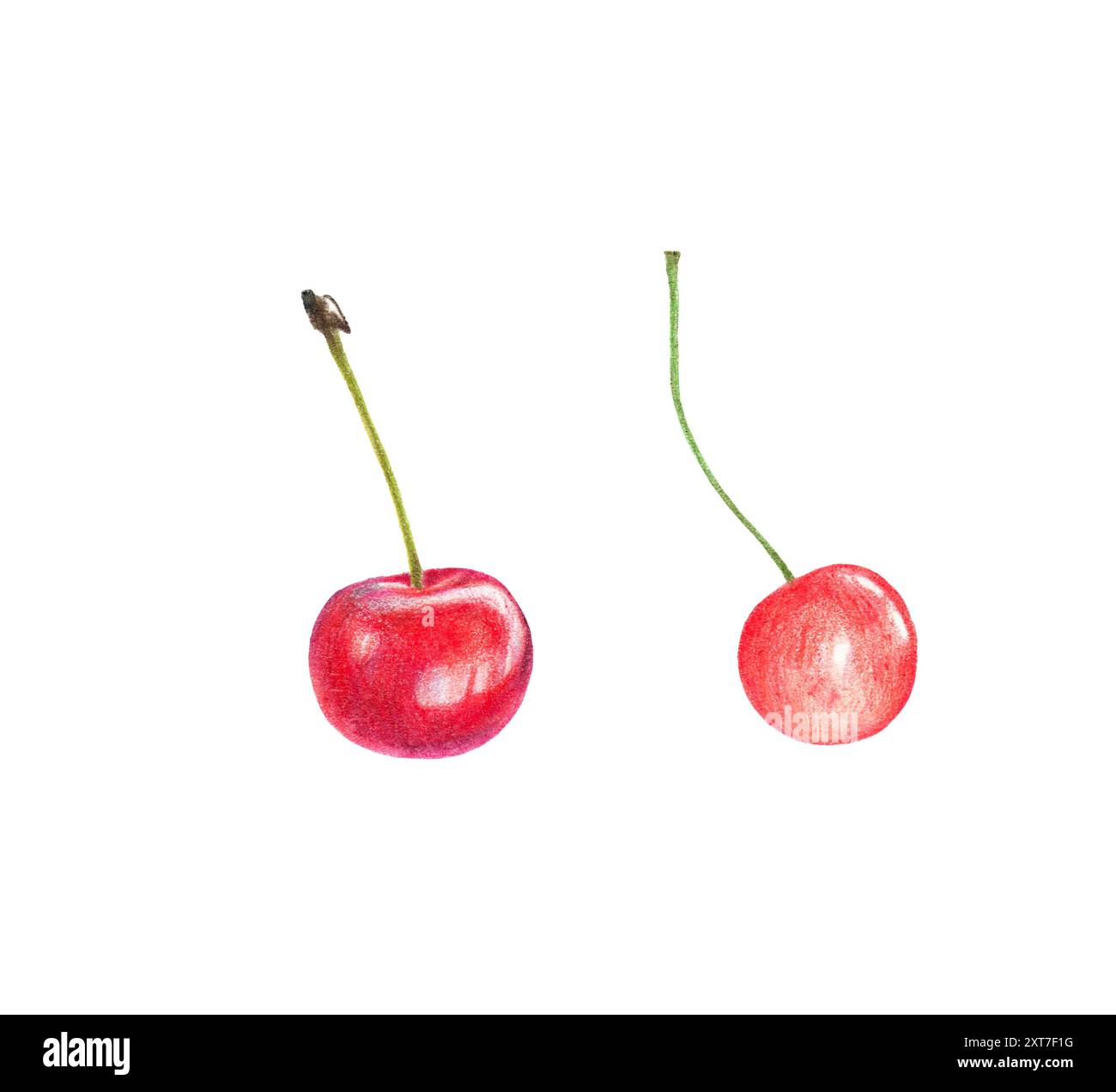 Red cherry realistic pencil illustration, isolated on white background ...