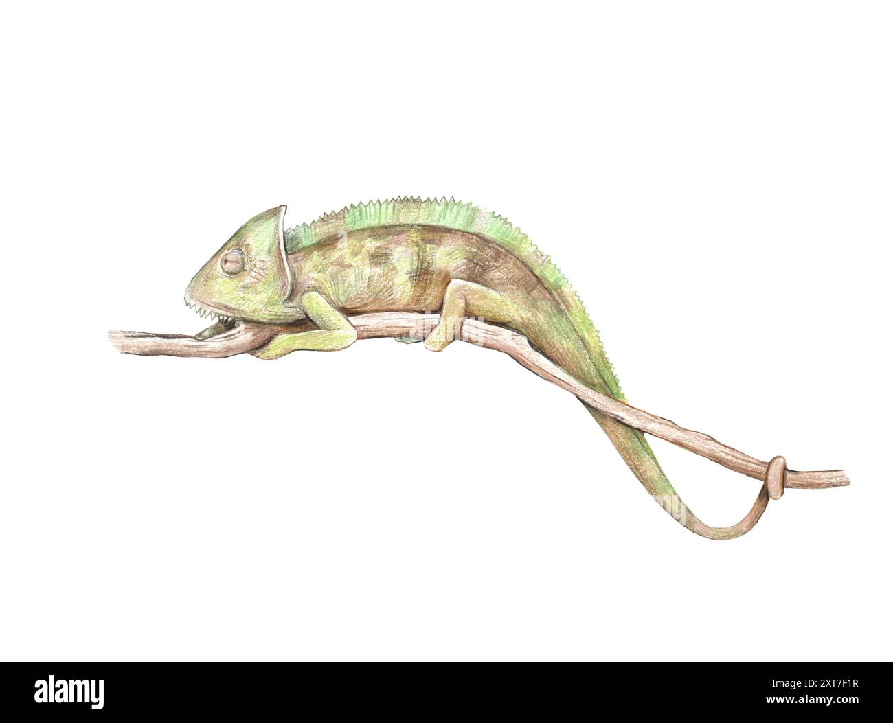 Realistic Chameleon Drawing Chameleon By PaleoArt16 On DeviantArt