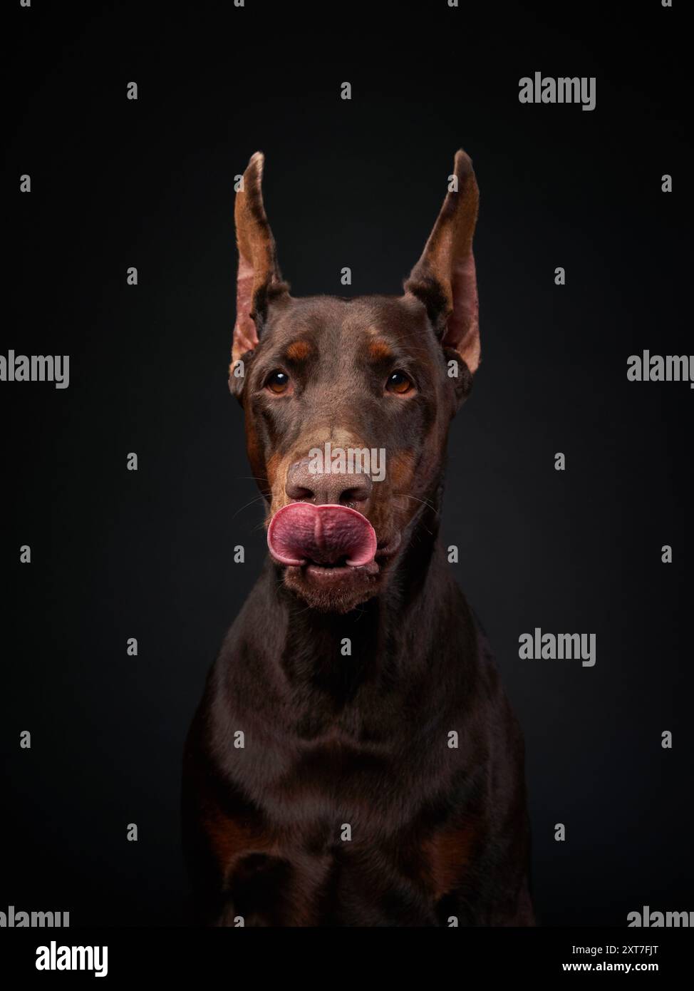 Sleek dog hi-res stock photography and images - Alamy