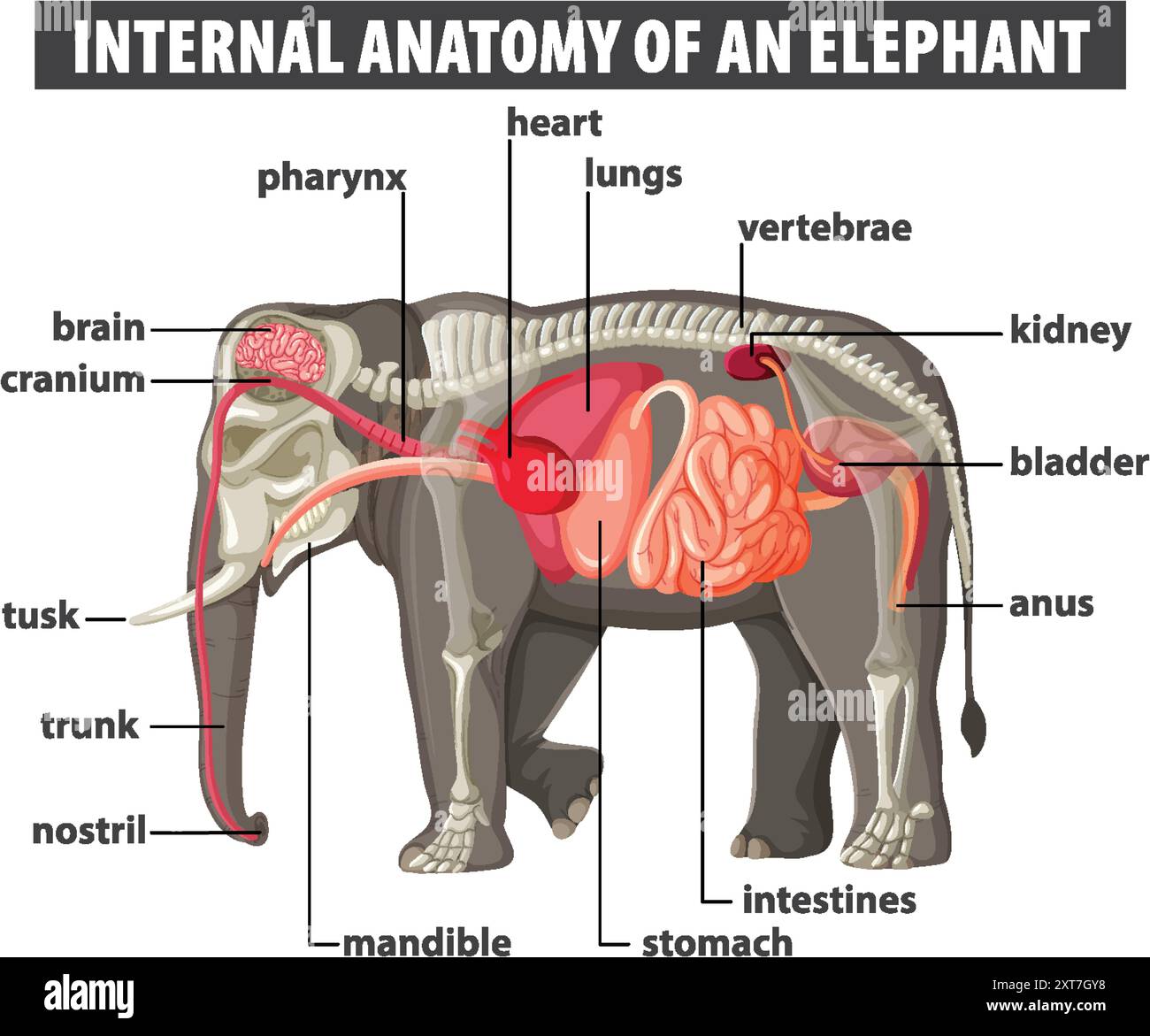 Detailed illustration of elephant's internal organs Stock Vector Image ...