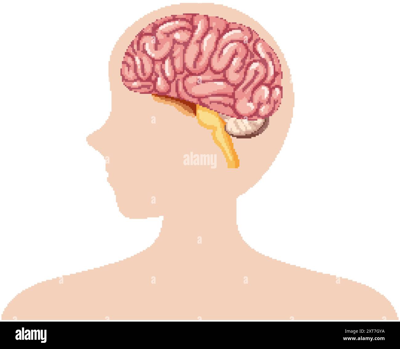 Side view of brain inside human head Stock Vector Image & Art - Alamy