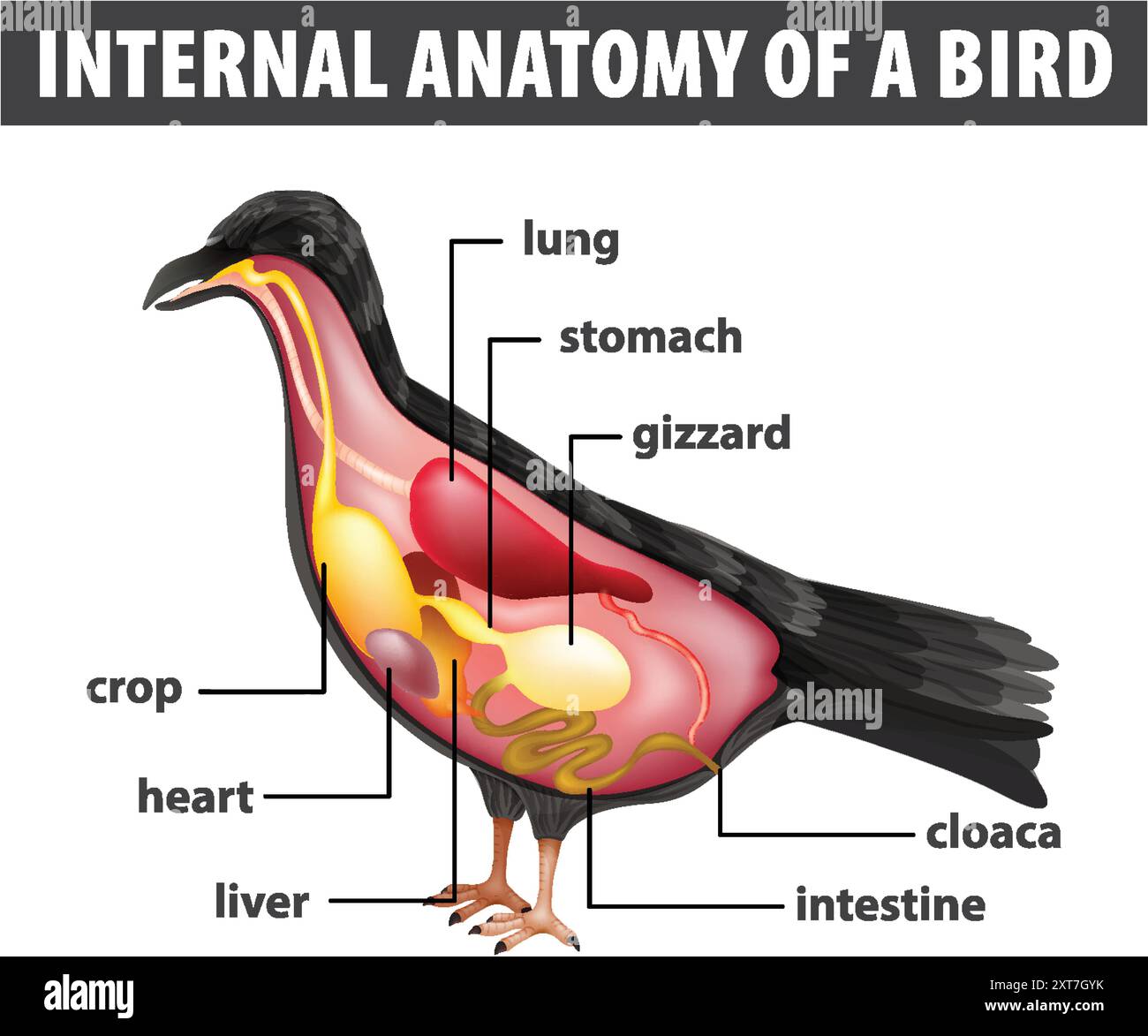 Detailed diagram of bird's internal organs Stock Vector Image & Art - Alamy Detailed diagram of bird's internal organs Stock Vector Image & Art - Alamy