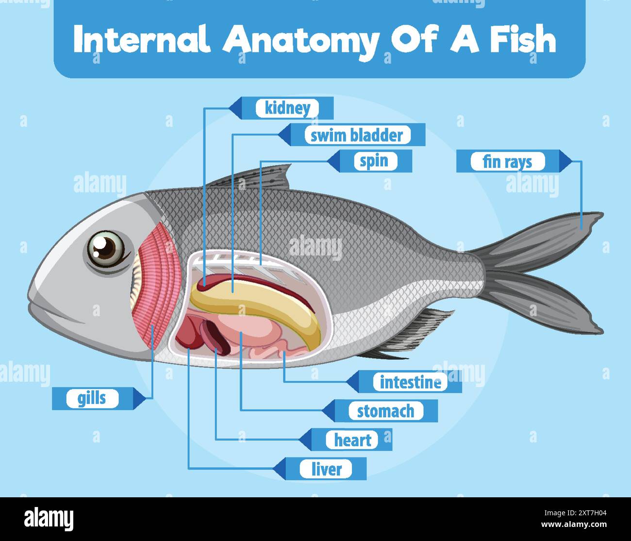Detailed diagram of fish internal organs Stock Vector Image & Art - Alamy Detailed diagram of fish internal organs Stock Vector Image & Art - Alamy