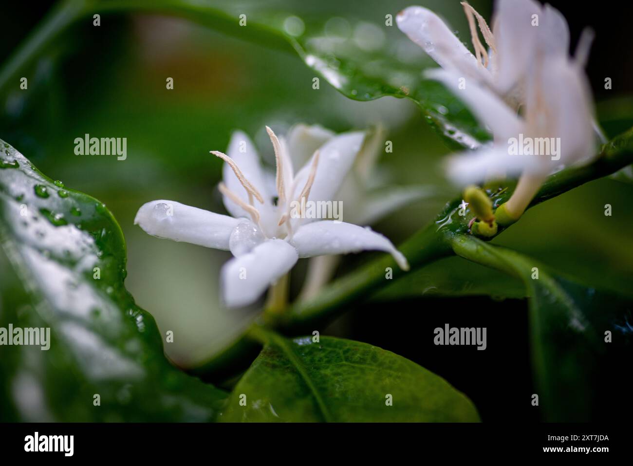 Arabica coffee flower hi-res stock photography and images - Alamy