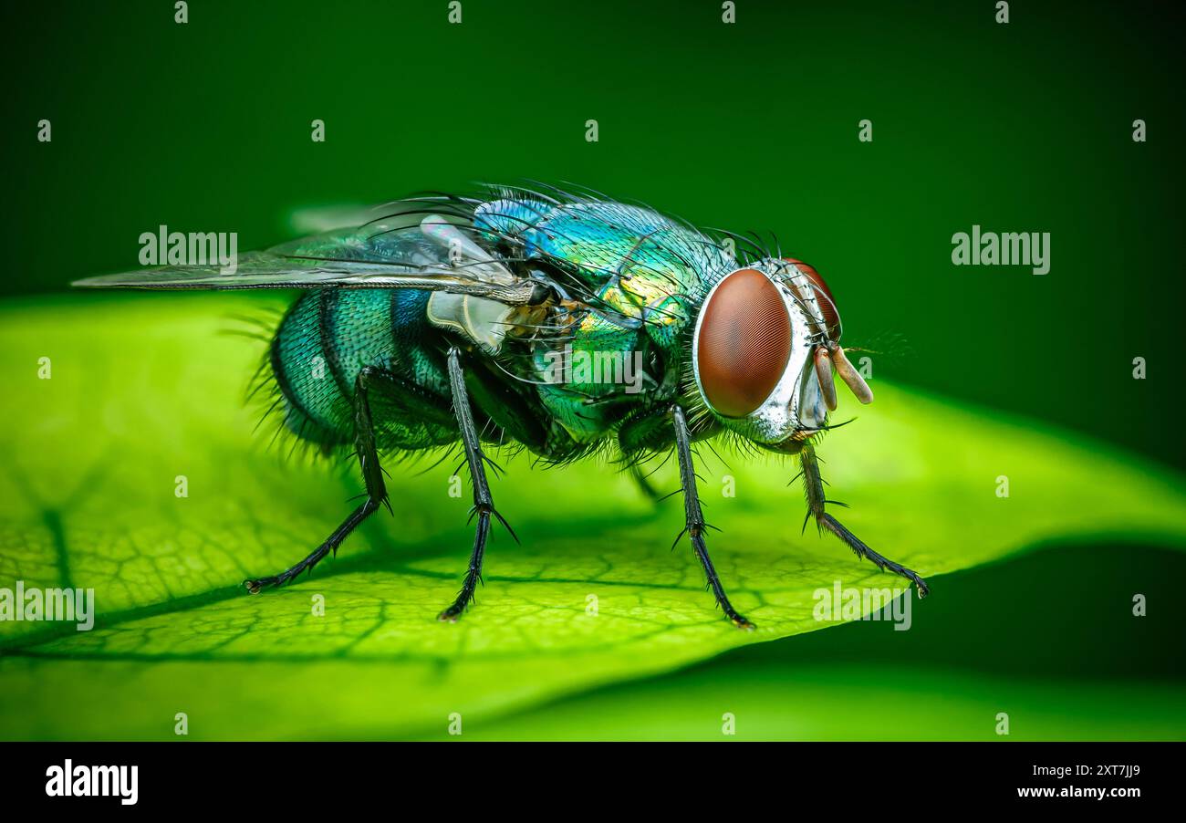 Extreme shot a Common green bottle fly on a leaf and nature background ...