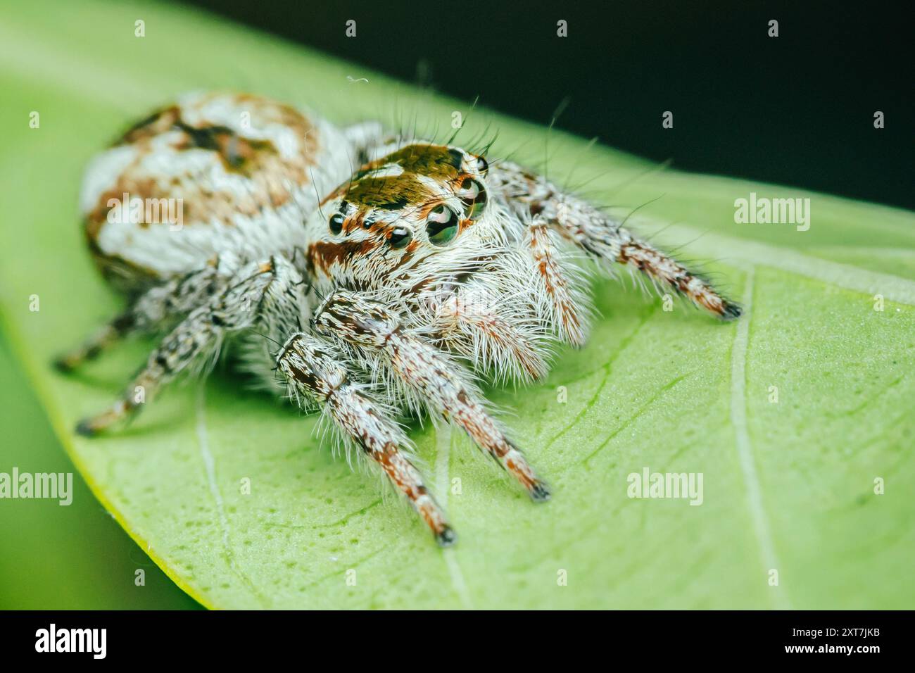 Close up a little Jumping Spider on green leaf, Colorful jumping spider ...