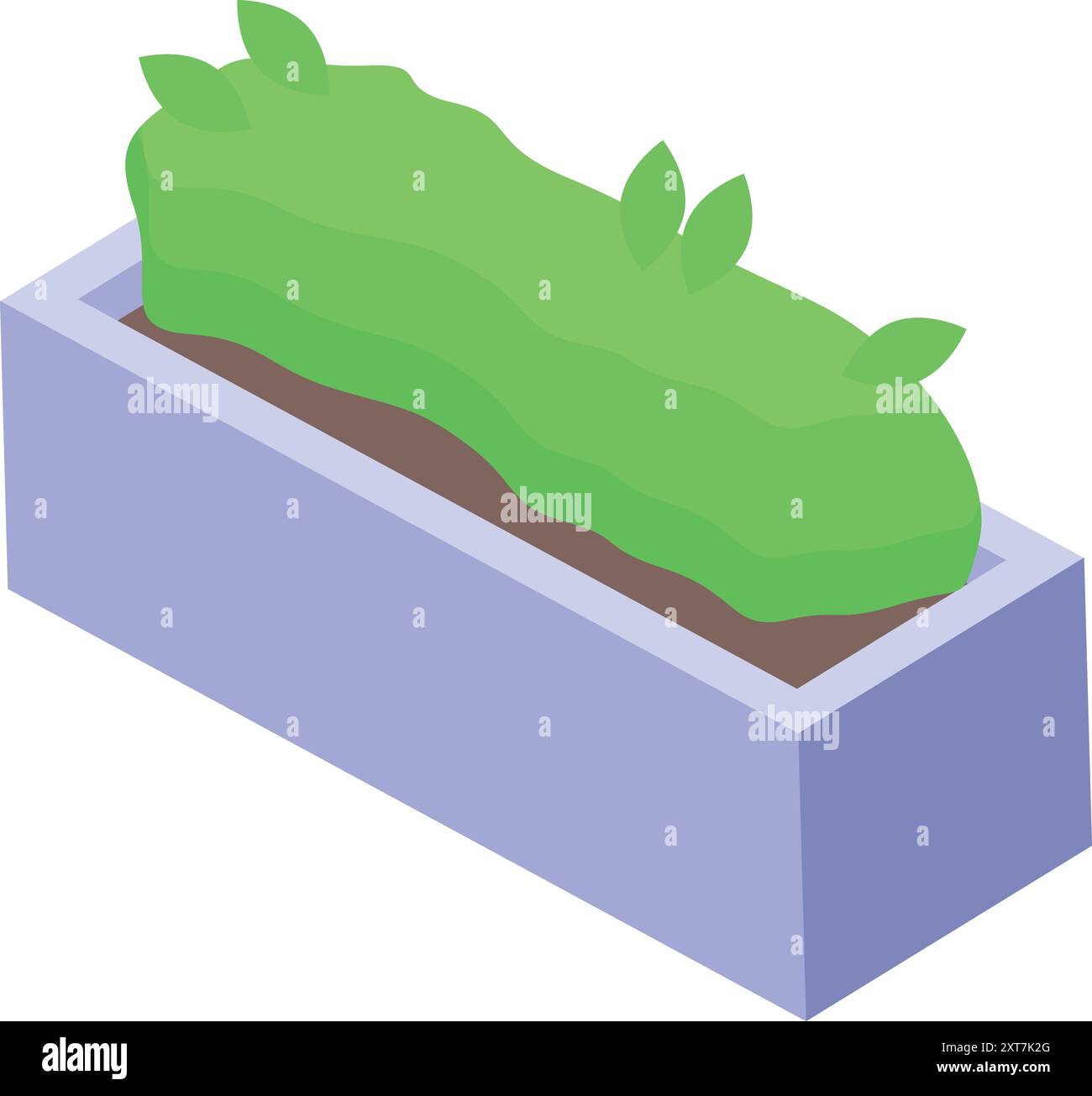 Green bush growing in a concrete flower box, gardening and landscaping ...