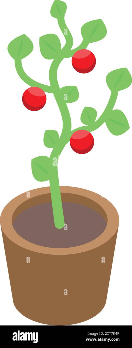 Tomato growing vine Stock Vector Images - Alamy