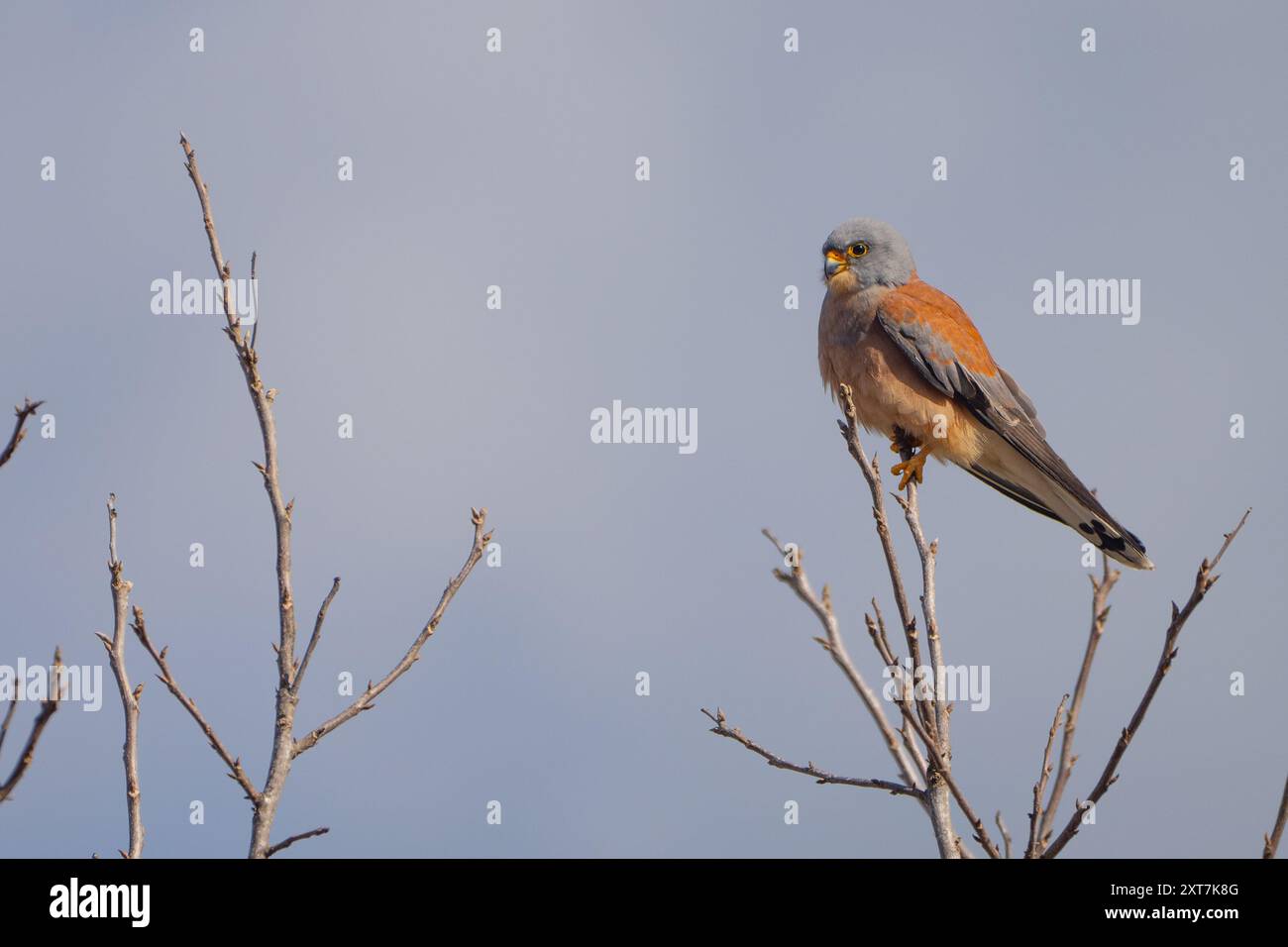 Lesser kestrel perched on branch hi-res stock photography and images ...