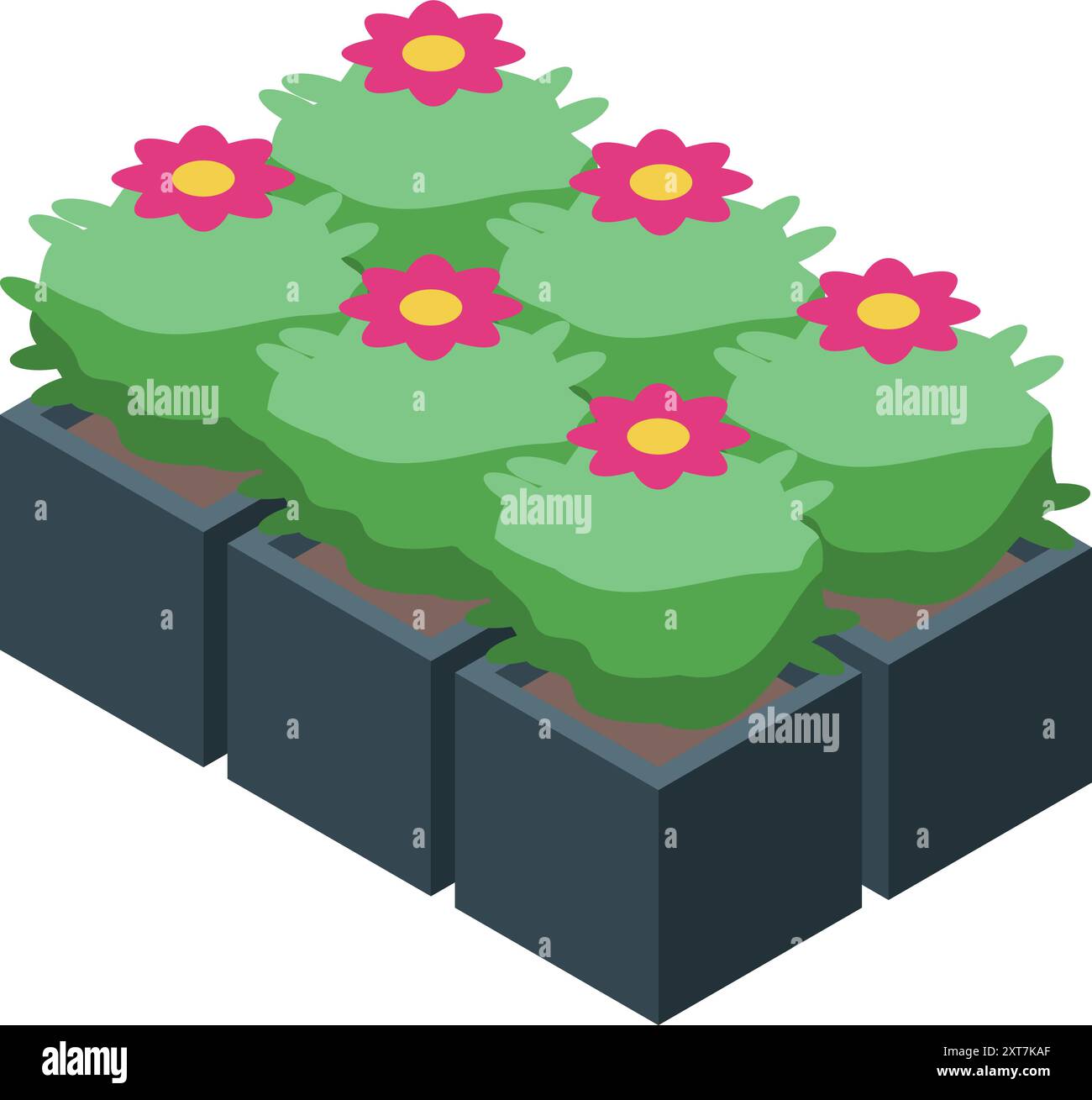 3d isometric illustration of square pots with flowering shrubs growing ...