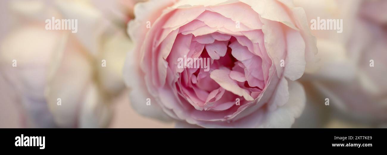Panorama of flower of pink rose (Rosa 'The Generous Gardener' Stock ...