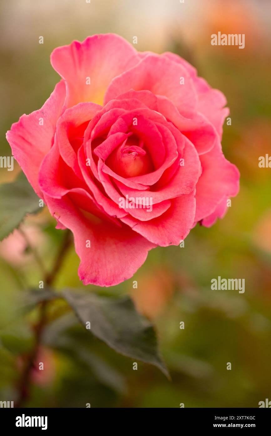 Pink paradise hi-res stock photography and images - Alamy