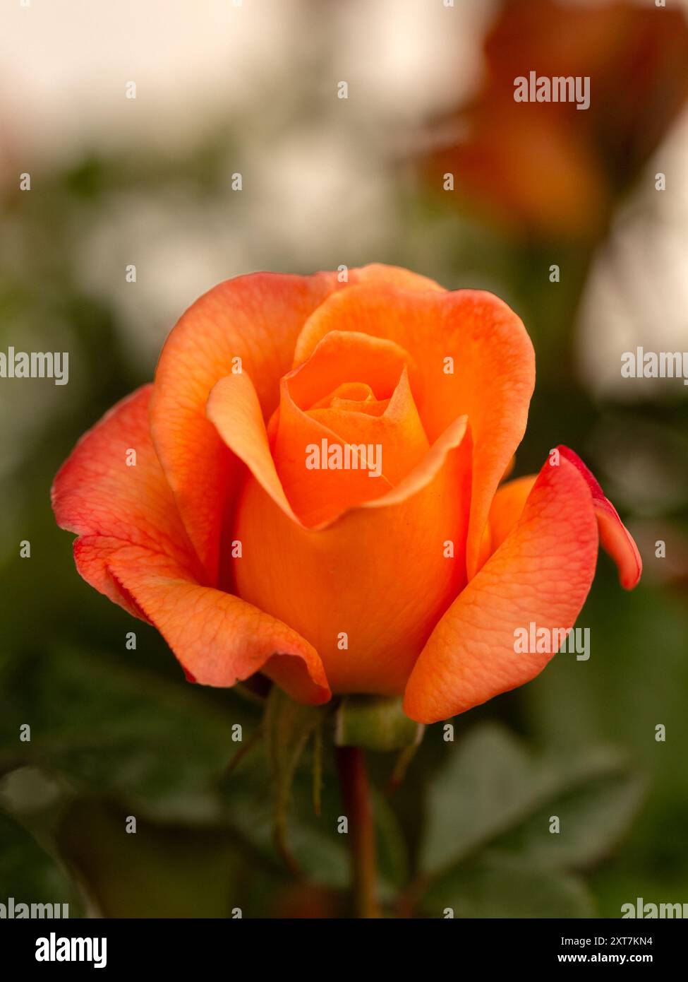 Rosa rosa individual hi-res stock photography and images - Alamy