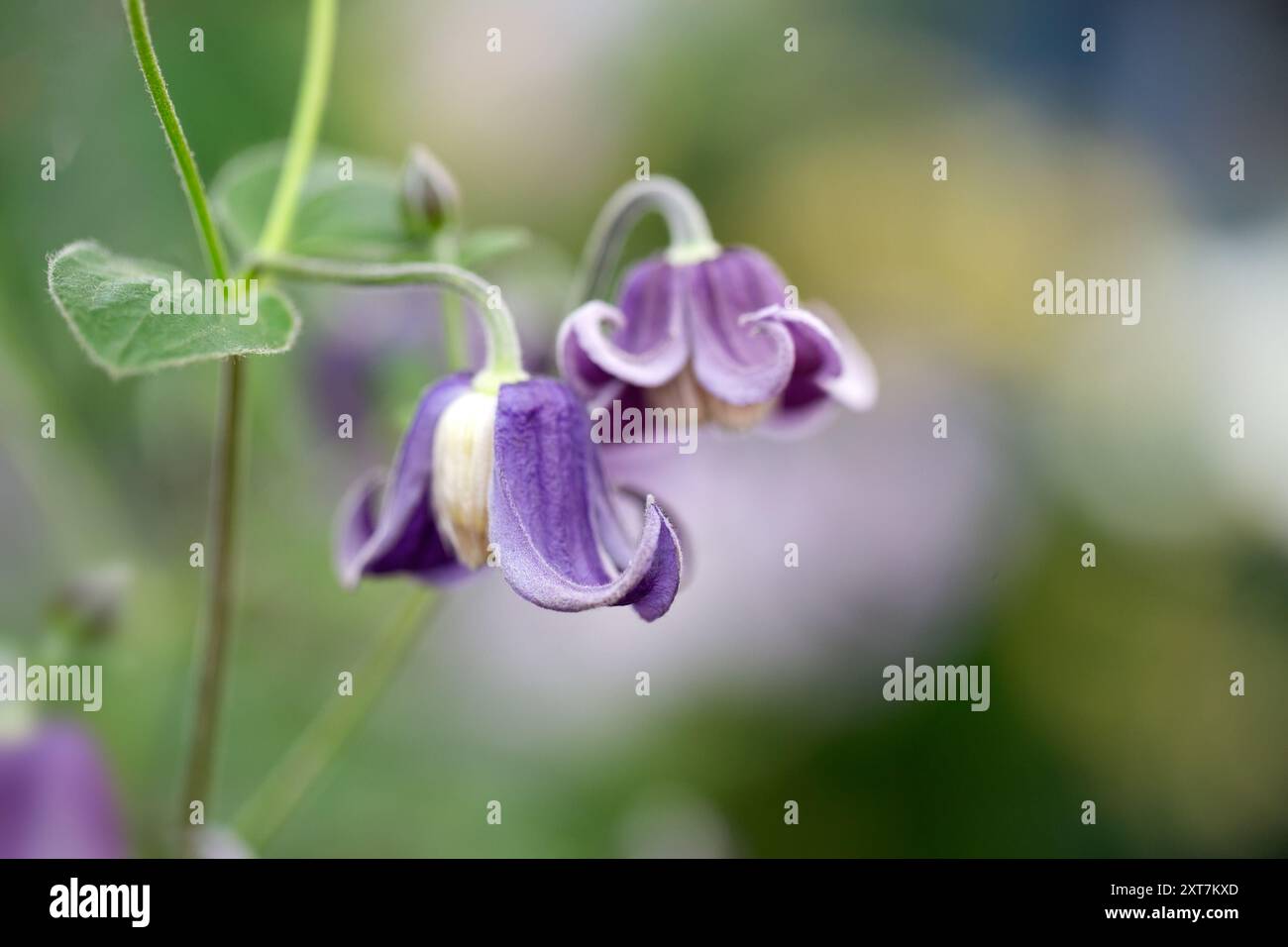 Clematis fascination hi-res stock photography and images - Alamy